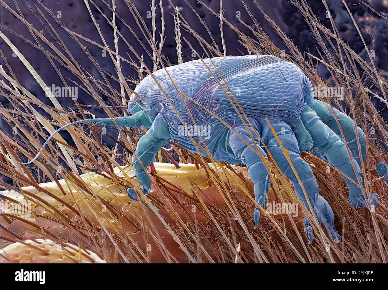 Bee mite. Coloured scanning electron micrograph (SEM) of a bee mite ...