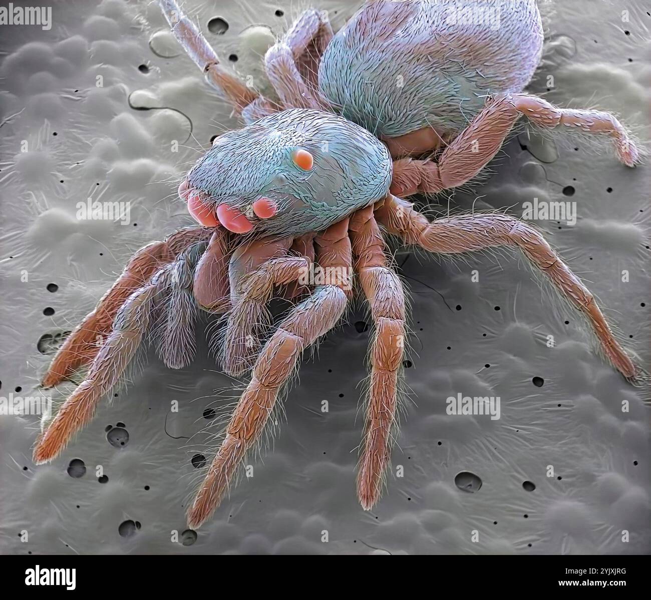 Jumping spider. Coloured scanning electron micrograph (SEM) of a ...