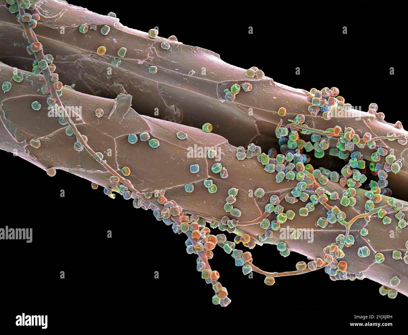Fungal spores. Coloured scanning electron micrograph (SEM) of the ...