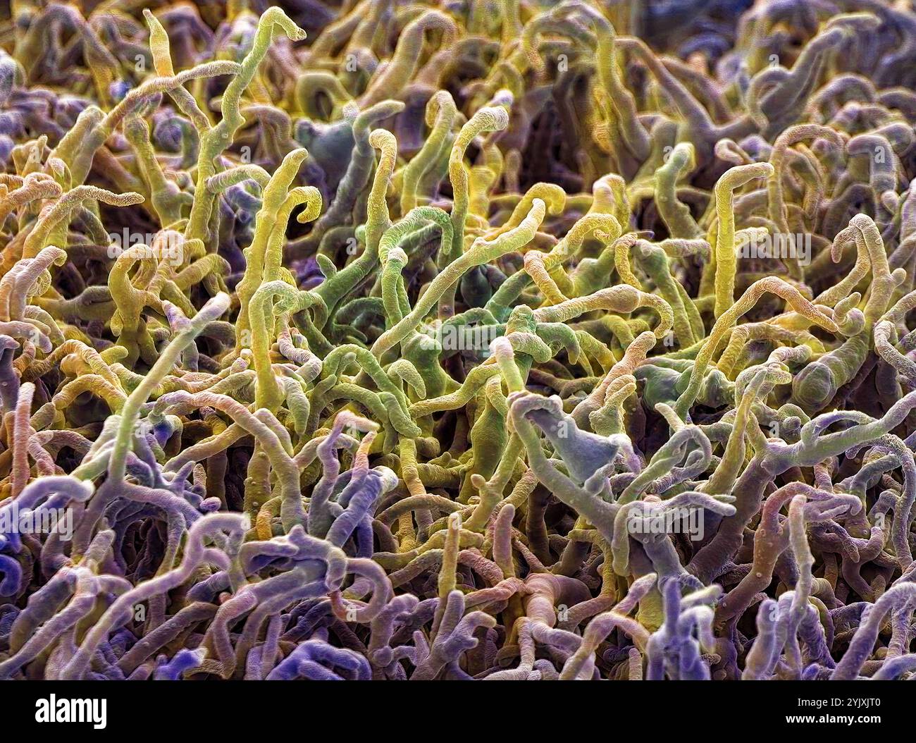 Hyphae microscope hi-res stock photography and images - Alamy