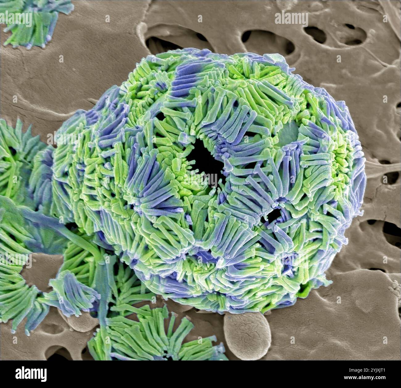 Coccolithophore. Scanning electron micrograph (SEM) of a ...