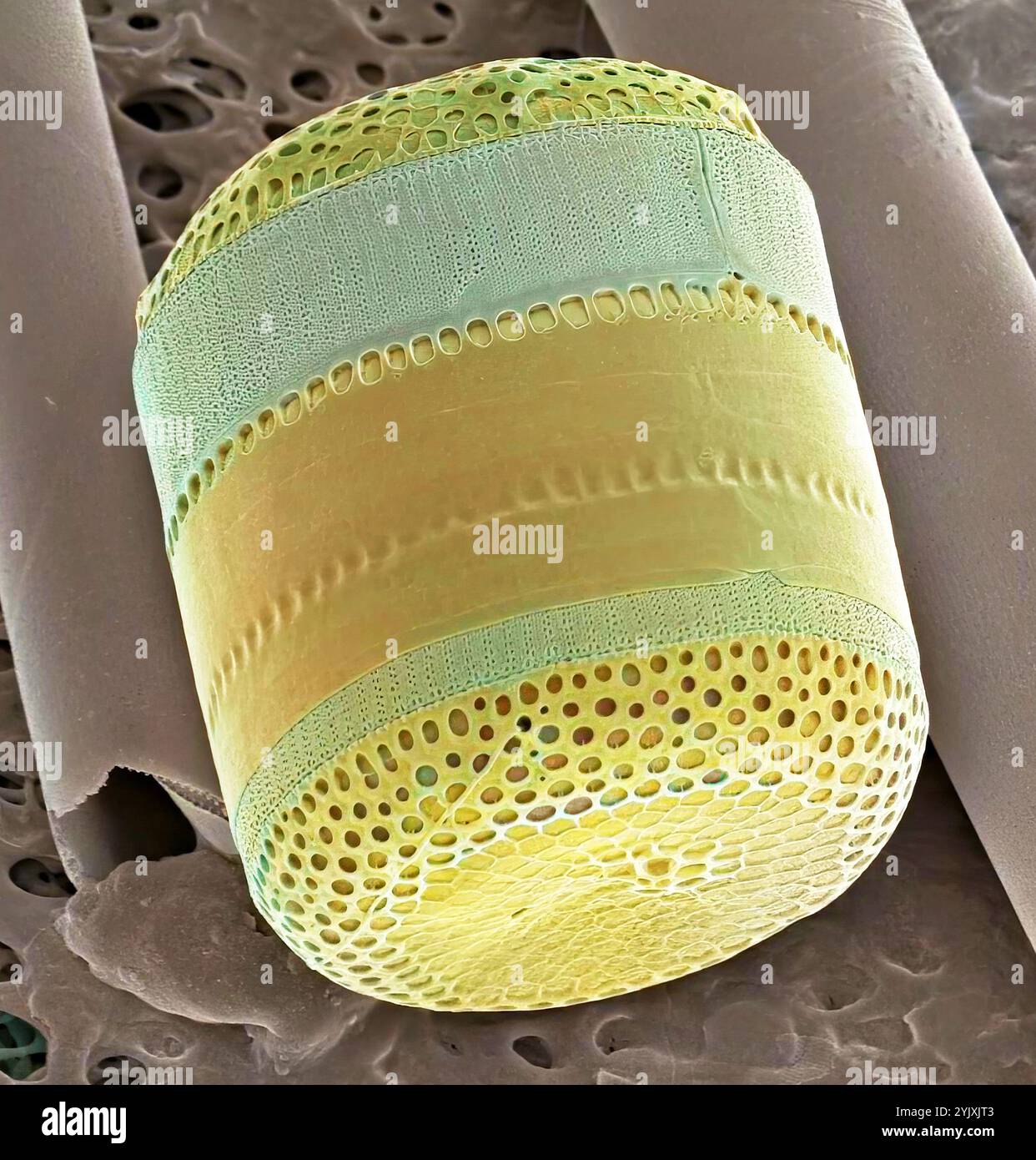 Diatom hi-res stock photography and images - Alamy