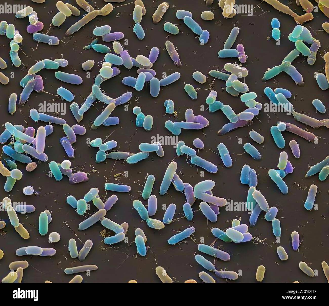 Salmonella bacteria. Coloured scanning electron micrograph (SEM) of ...