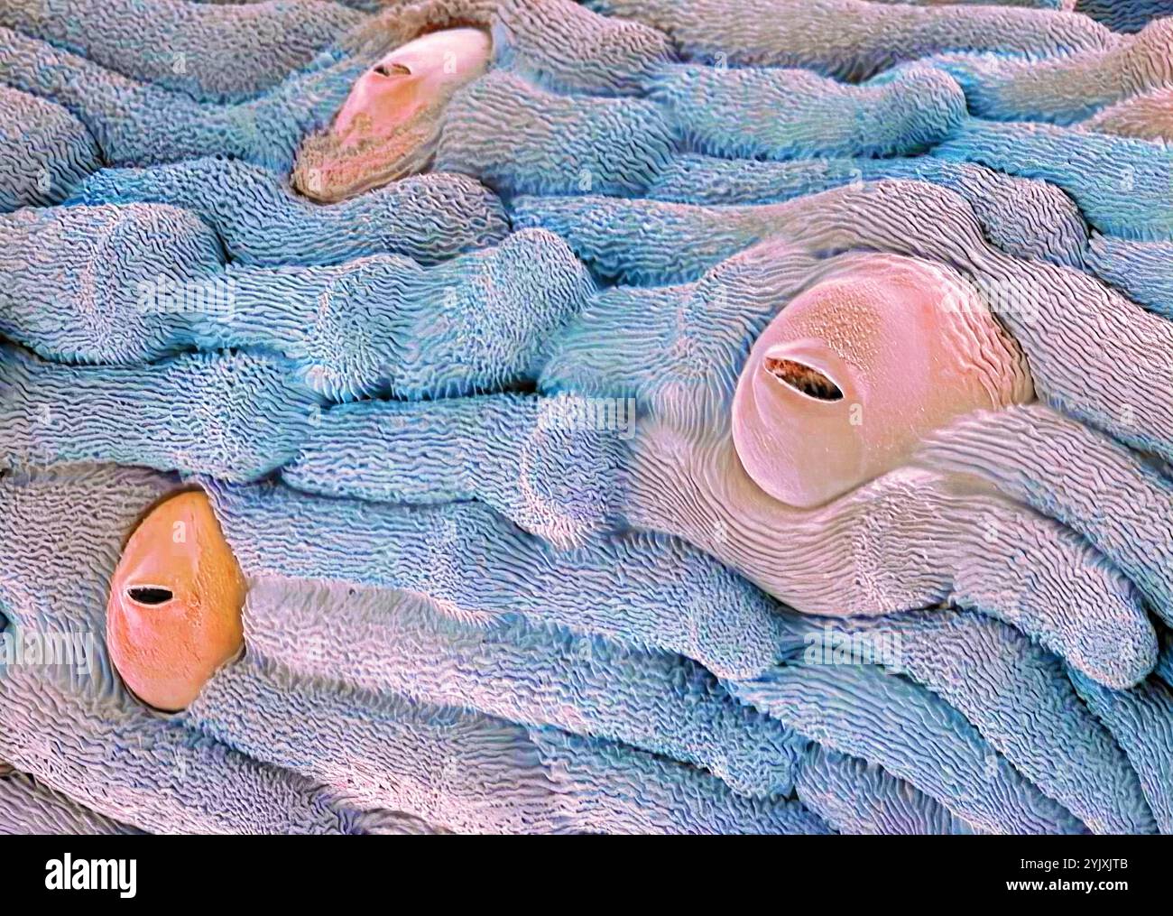 Plant leaf and stomata hi-res stock photography and images - Alamy