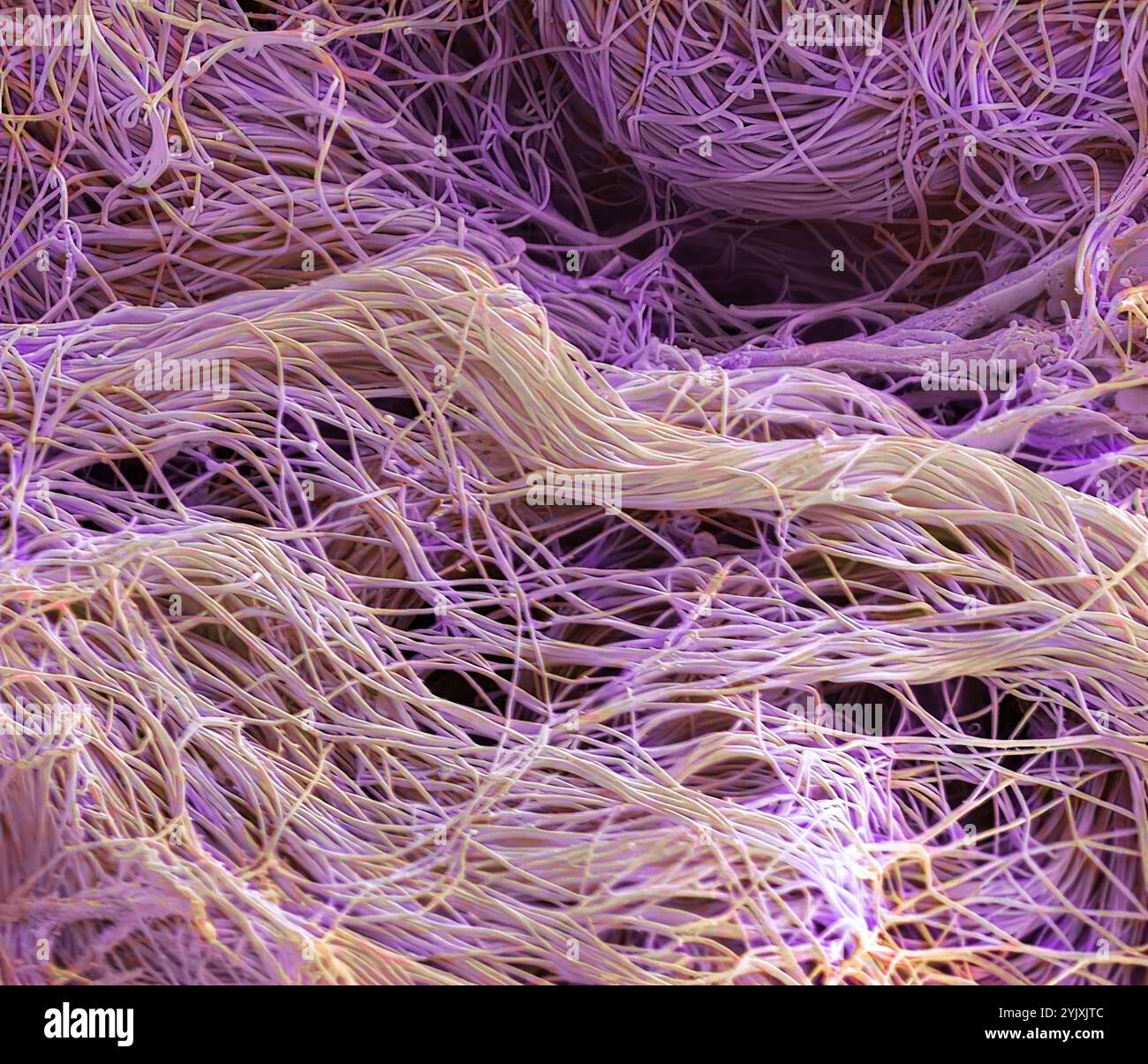 Connective tissue. Coloured scanning electron micrograph (SEM) of ...