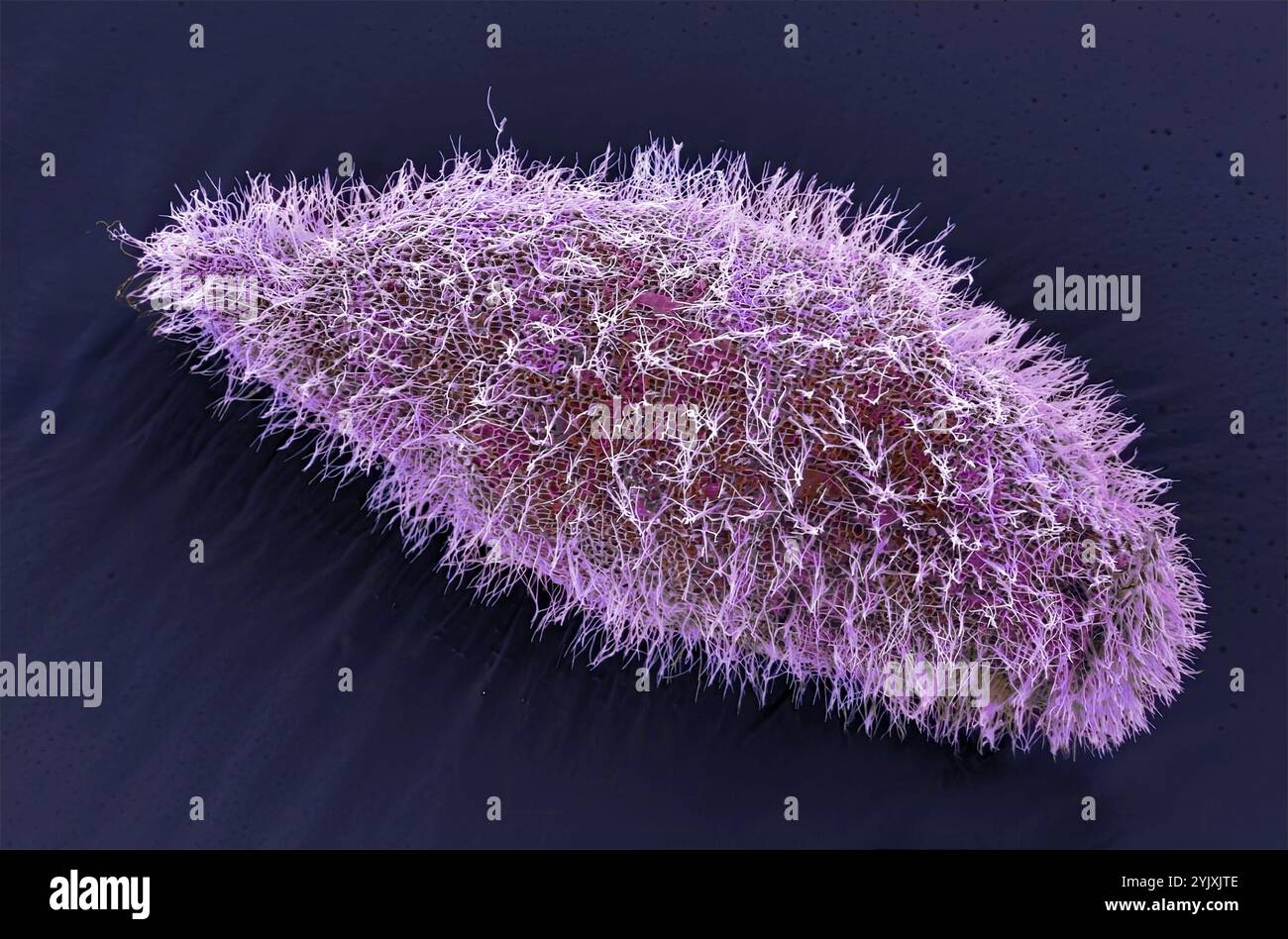 Paramecium protozoan. Coloured scanning electron micrograph (SEM) of a ...
