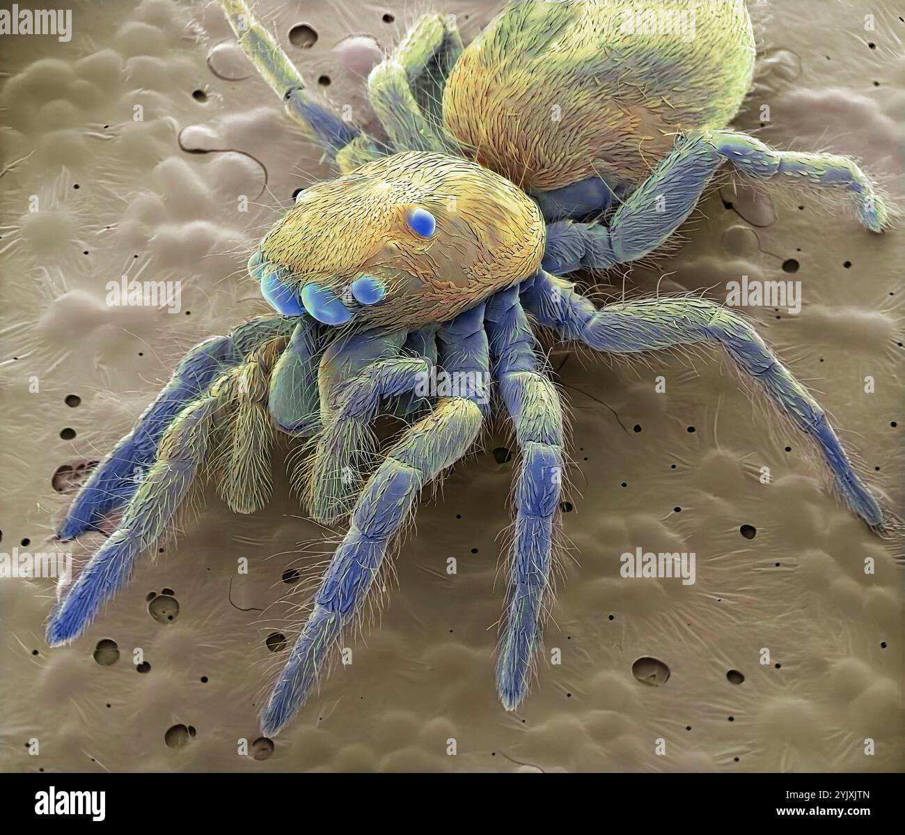 Jumping spider. Coloured scanning electron micrograph (SEM) of a ...