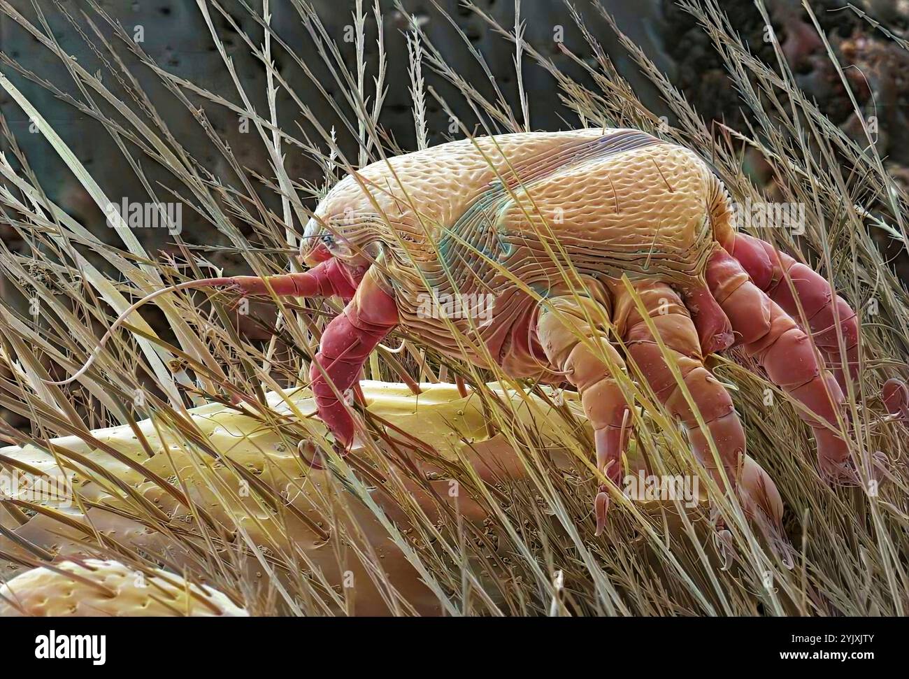 Bee mite. Coloured scanning electron micrograph (SEM) of a bee mite ...
