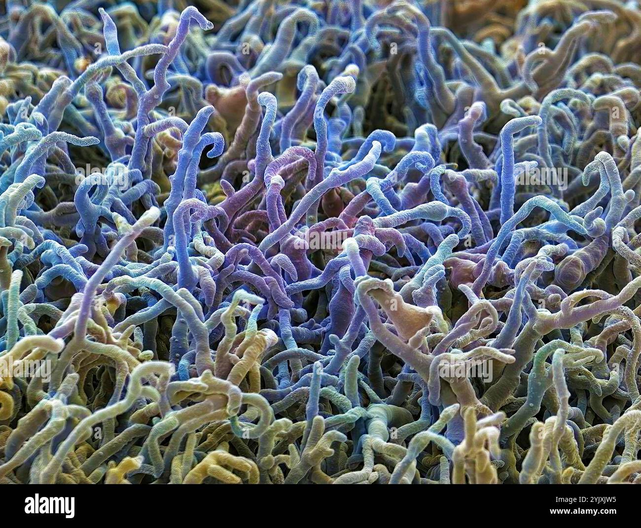 Fungal hyphae, SEM Stock Photo - Alamy