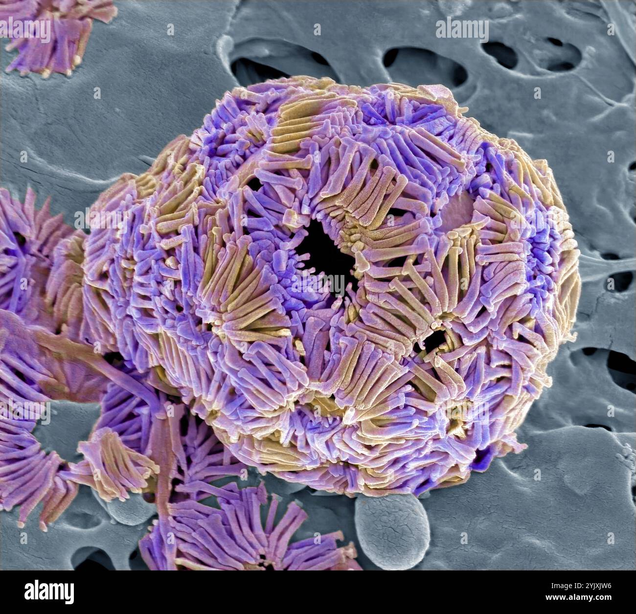 Coccolithophore. Scanning electron micrograph (SEM) of a coccolithophore. Coccolithophore algal ...