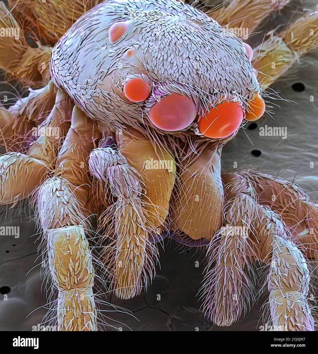 Scanning electron microscope hair hi-res stock photography and images ...