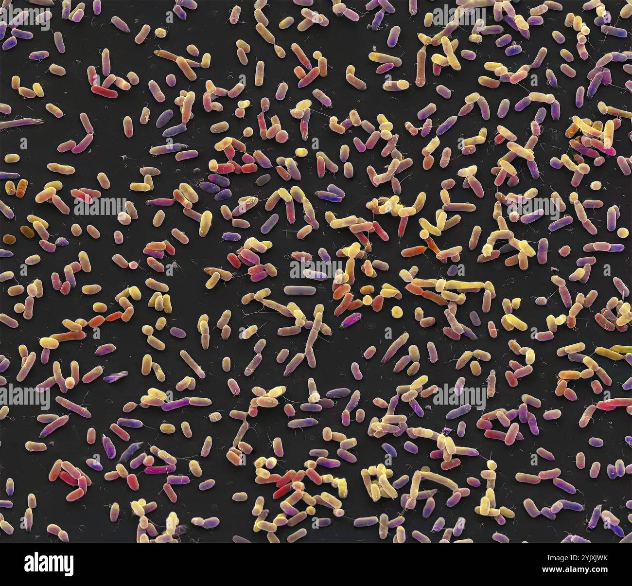 Salmonella Symptoms From Eggs