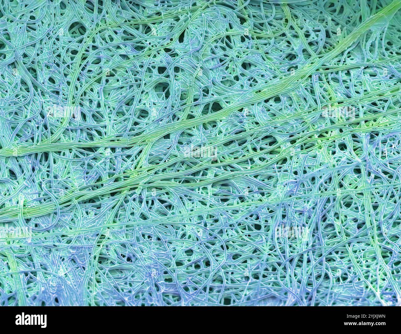Spider's silk strands. Coloured scanning electron micrograph (SEM) of ...