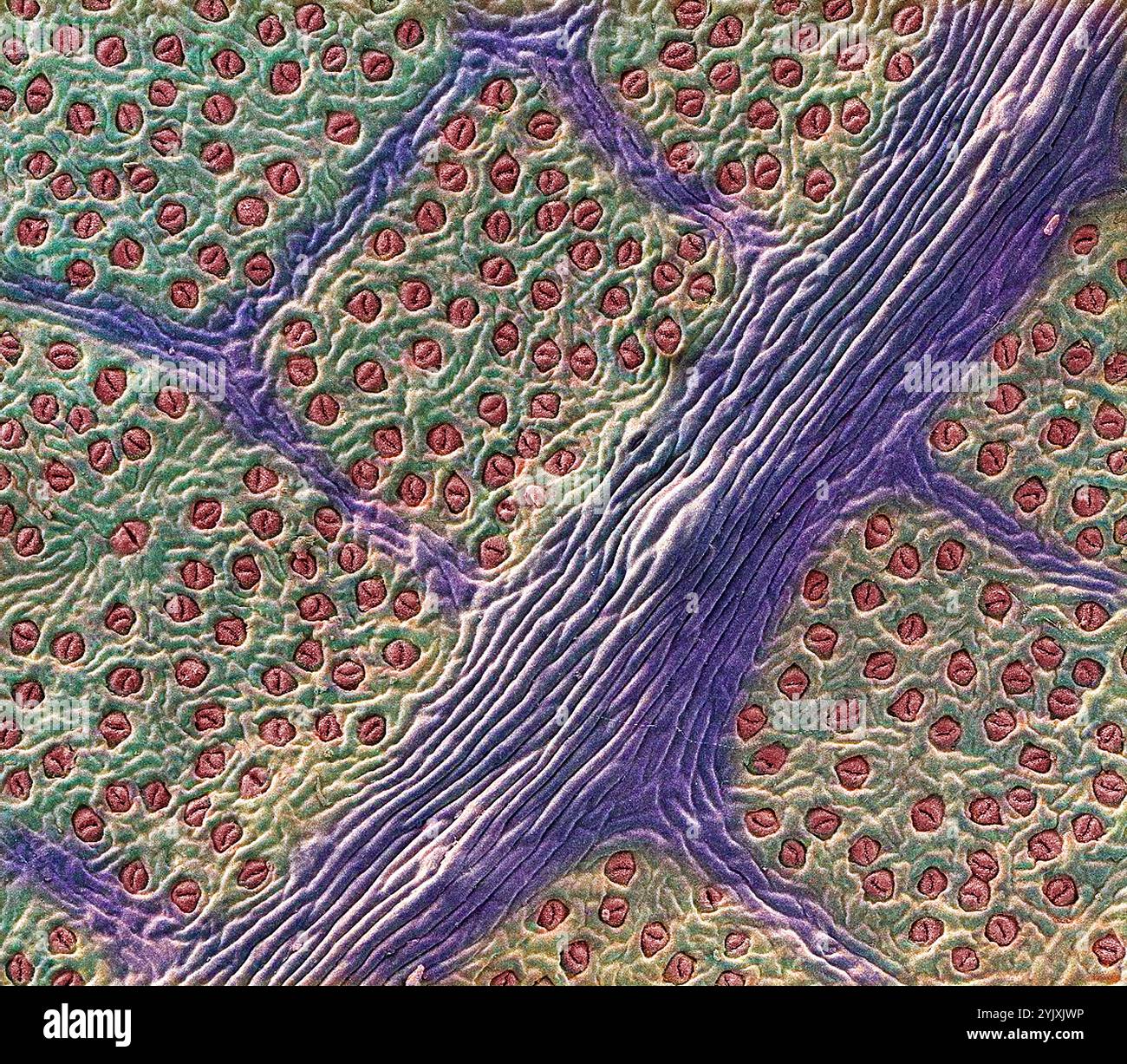 Leaf stomata, SEM Stock Photo - Alamy