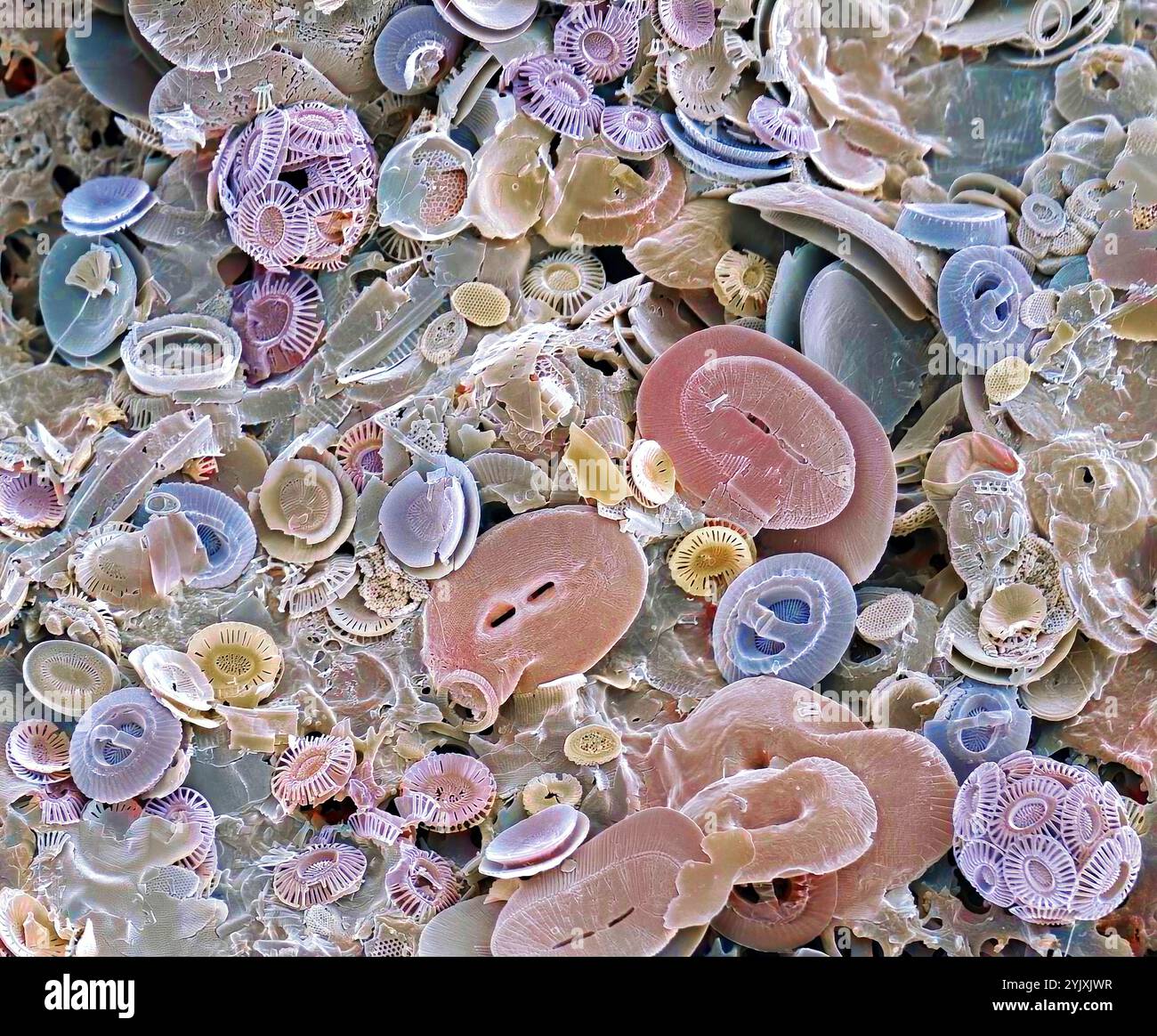 Coccolithophore hi-res stock photography and images - Alamy