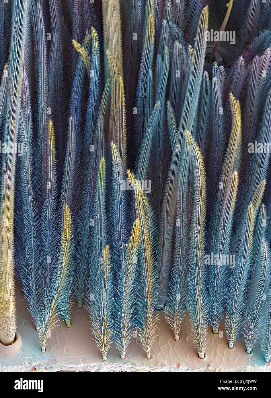 Scanning electron microscope hair hi-res stock photography and images ...