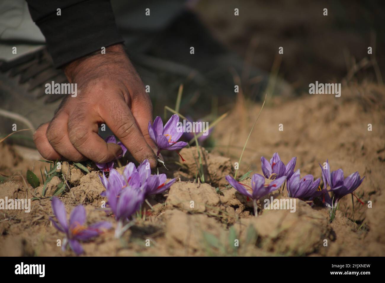 Handpicked saffron hi-res stock photography and images - Alamy