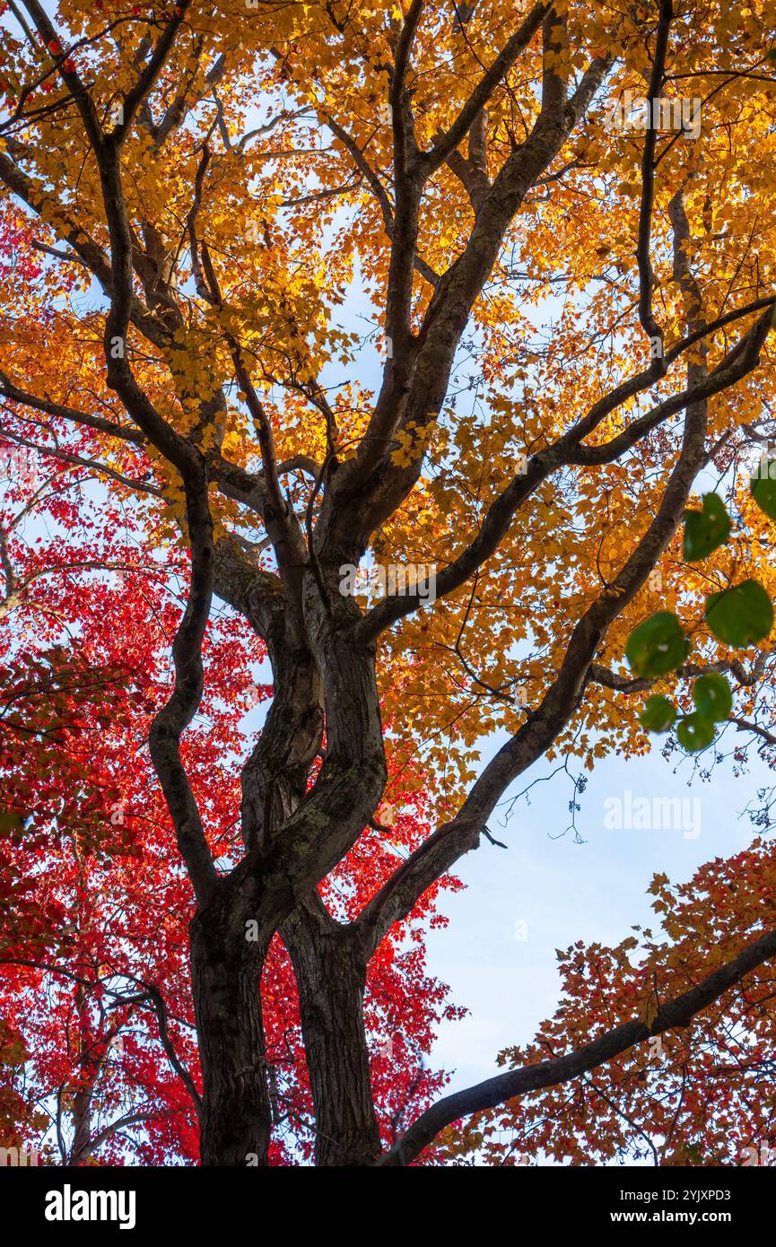 Tree lovers in massachusetts hi-res stock photography and images - Alamy