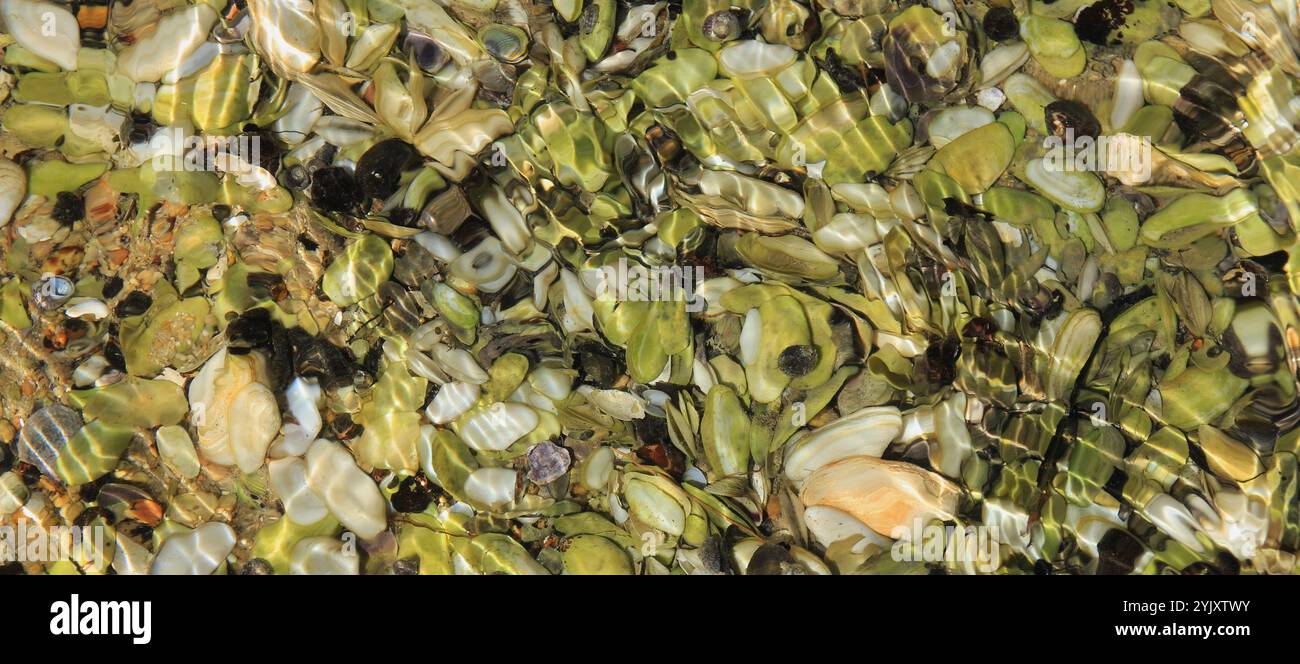 Sea shells photographed in the Awaroa Bay, New Zealand Stock Photo - Alamy