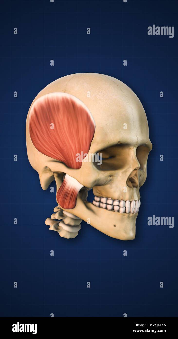 Facial muscles of the human head hi-res stock photography and images ...