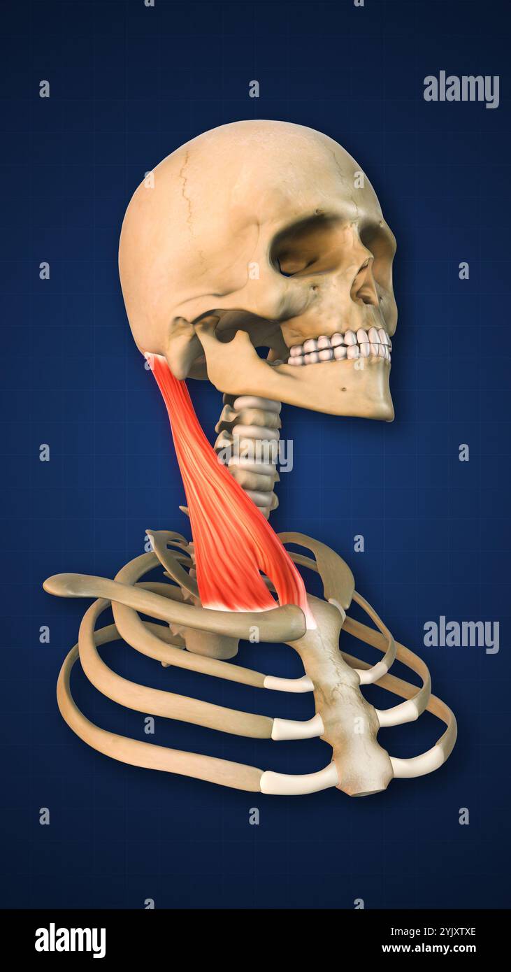 Sternocleidomastoid Muscle Highlighted with Skull Stock Photo - Alamy
