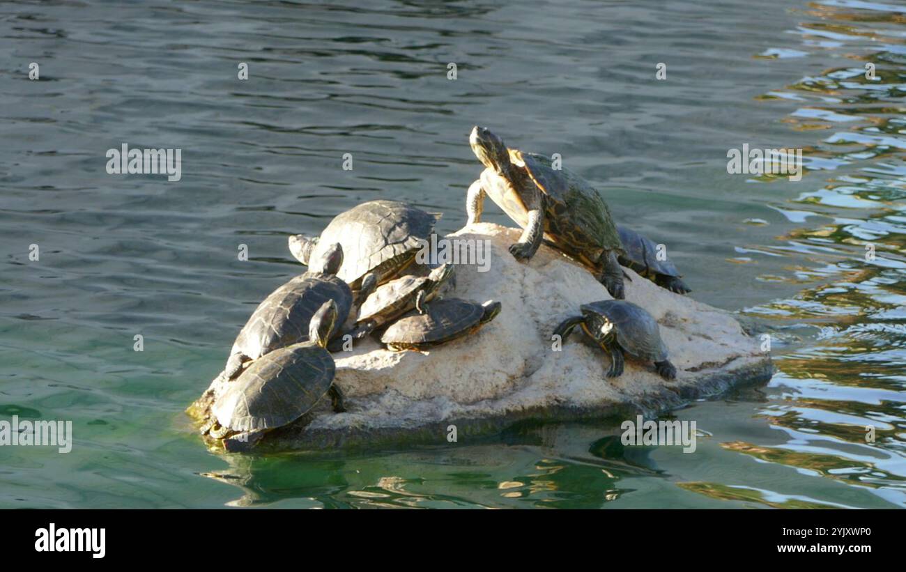 Los Angeles, California, USA 14th November 2024 Turtles sun basking on ...
