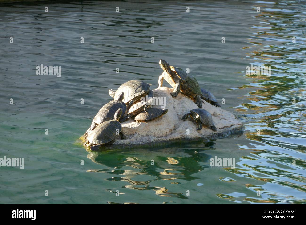 Los Angeles, California, USA 14th November 2024 Turtles sun basking in ...