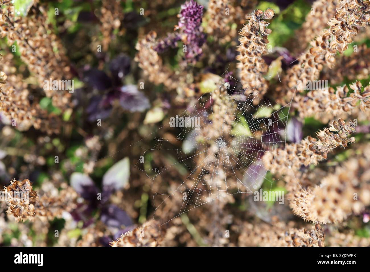 Spider web between dry leaves. Spider web against blurred bokeh ...