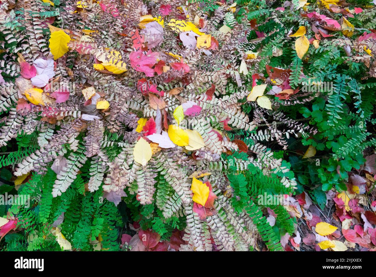 Five fingered american five finger fern hi-res stock photography and ...