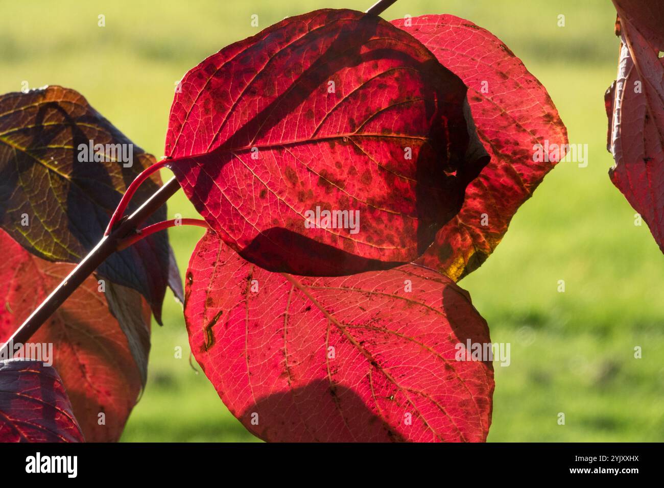 Autumn nature leaves season hi-res stock photography and images - Alamy