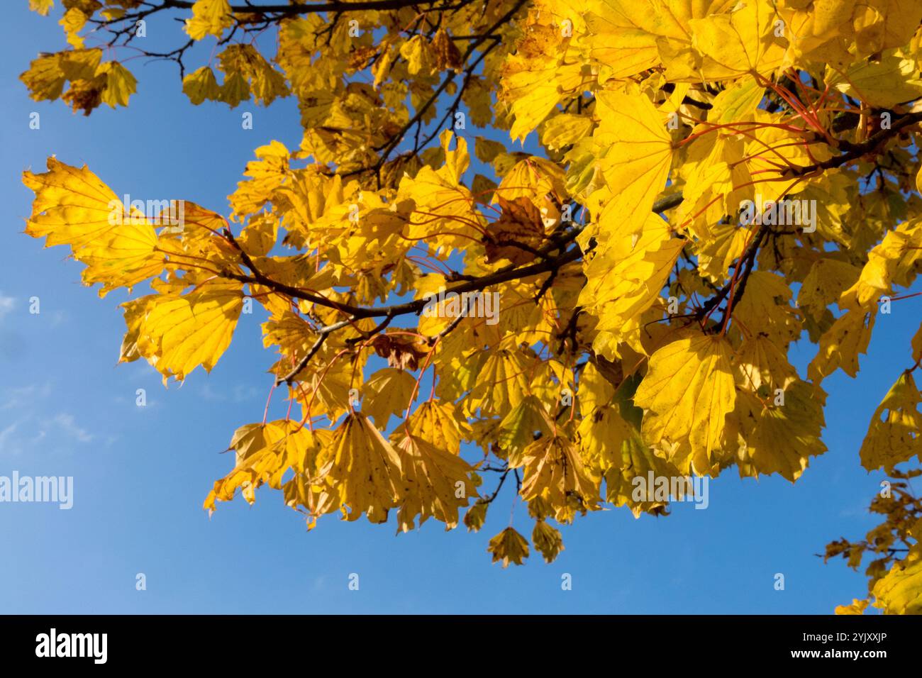 Yellow sun in the sky hi-res stock photography and images - Alamy