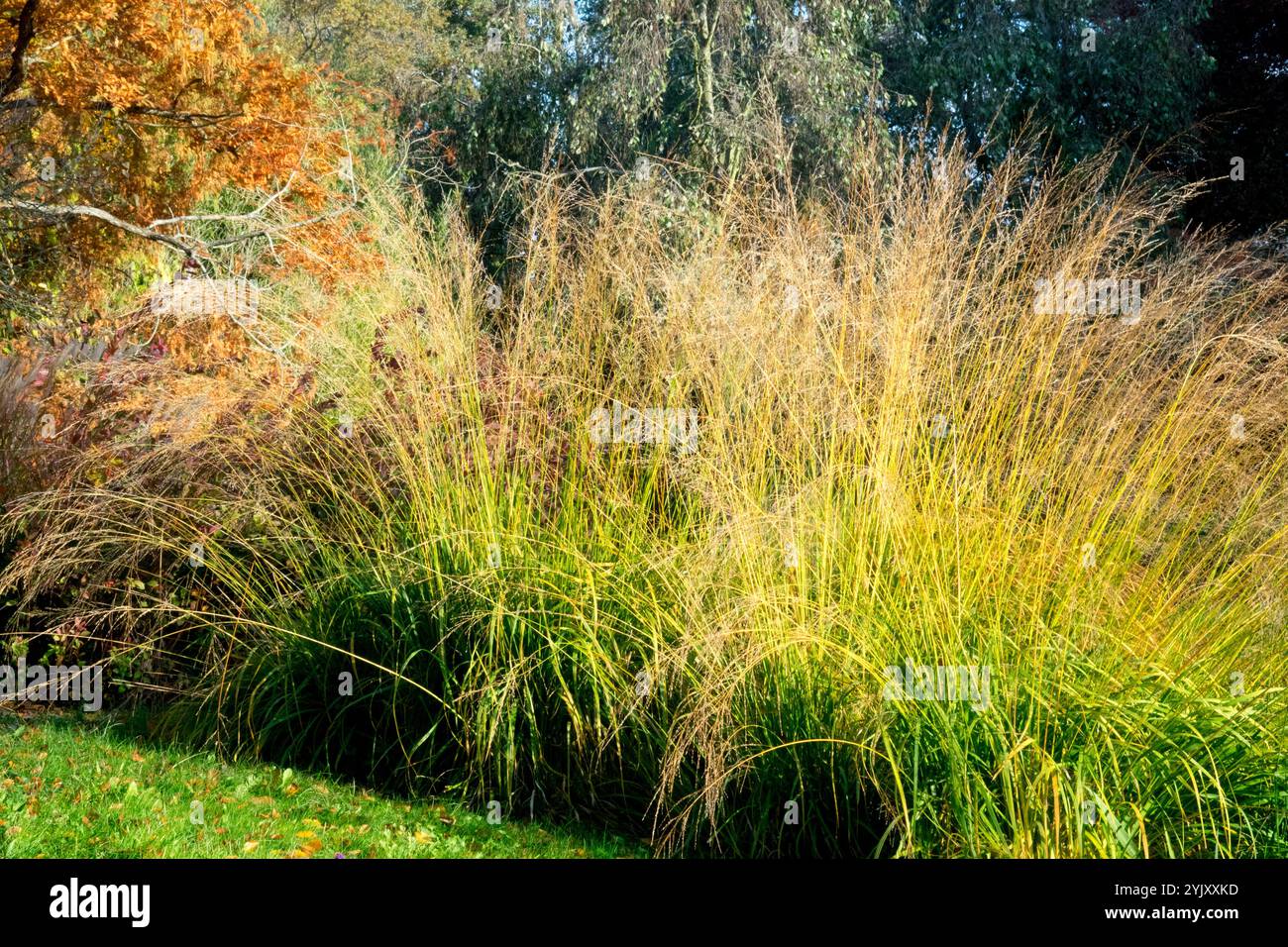 Ornamental Grass Grasses Clump Clumps Tuft Tufted Of,Garden Plant ...