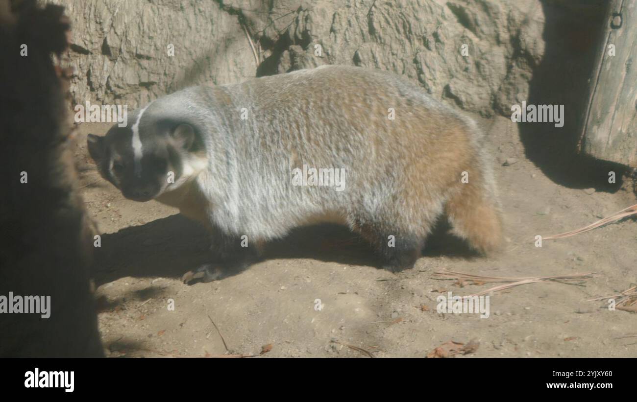 Los Angeles, California, USA 13th November 2024 American Badger at LA ...