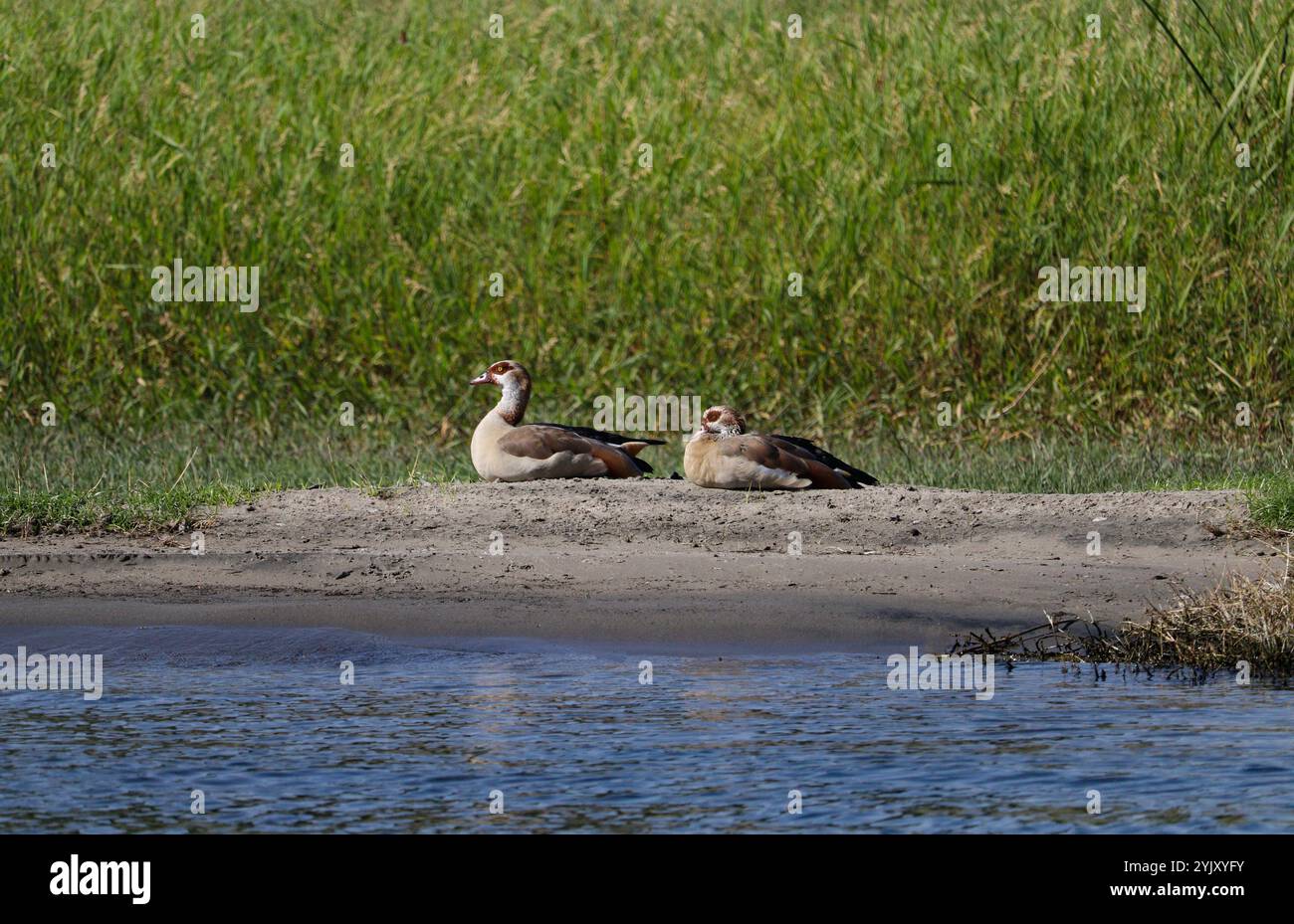 Egyptian goose on the river Nile Stock Photo - Alamy
