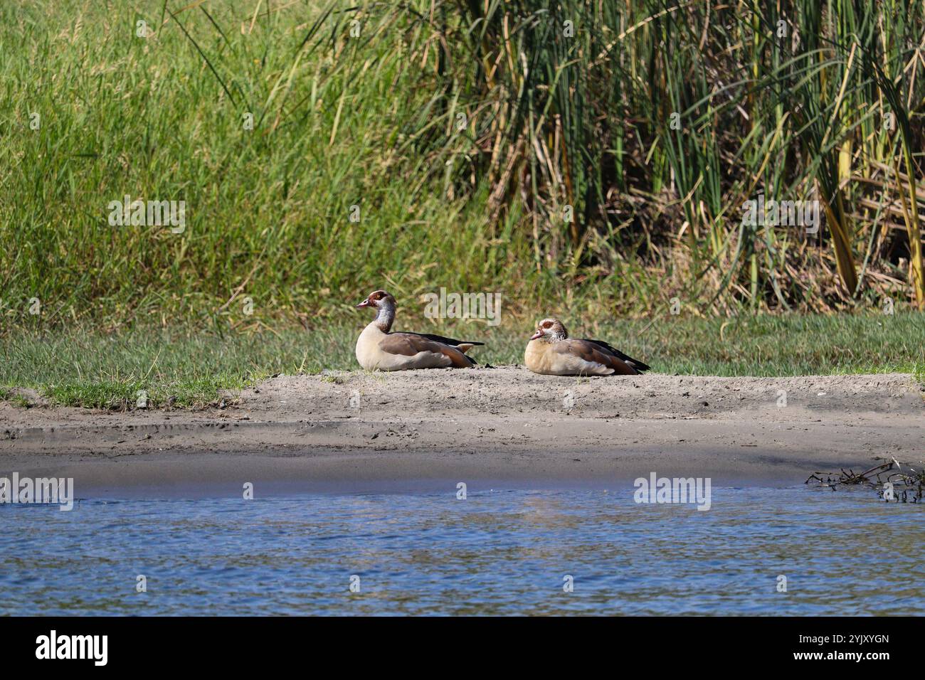Egyptian goose on the river Nile Stock Photo - Alamy