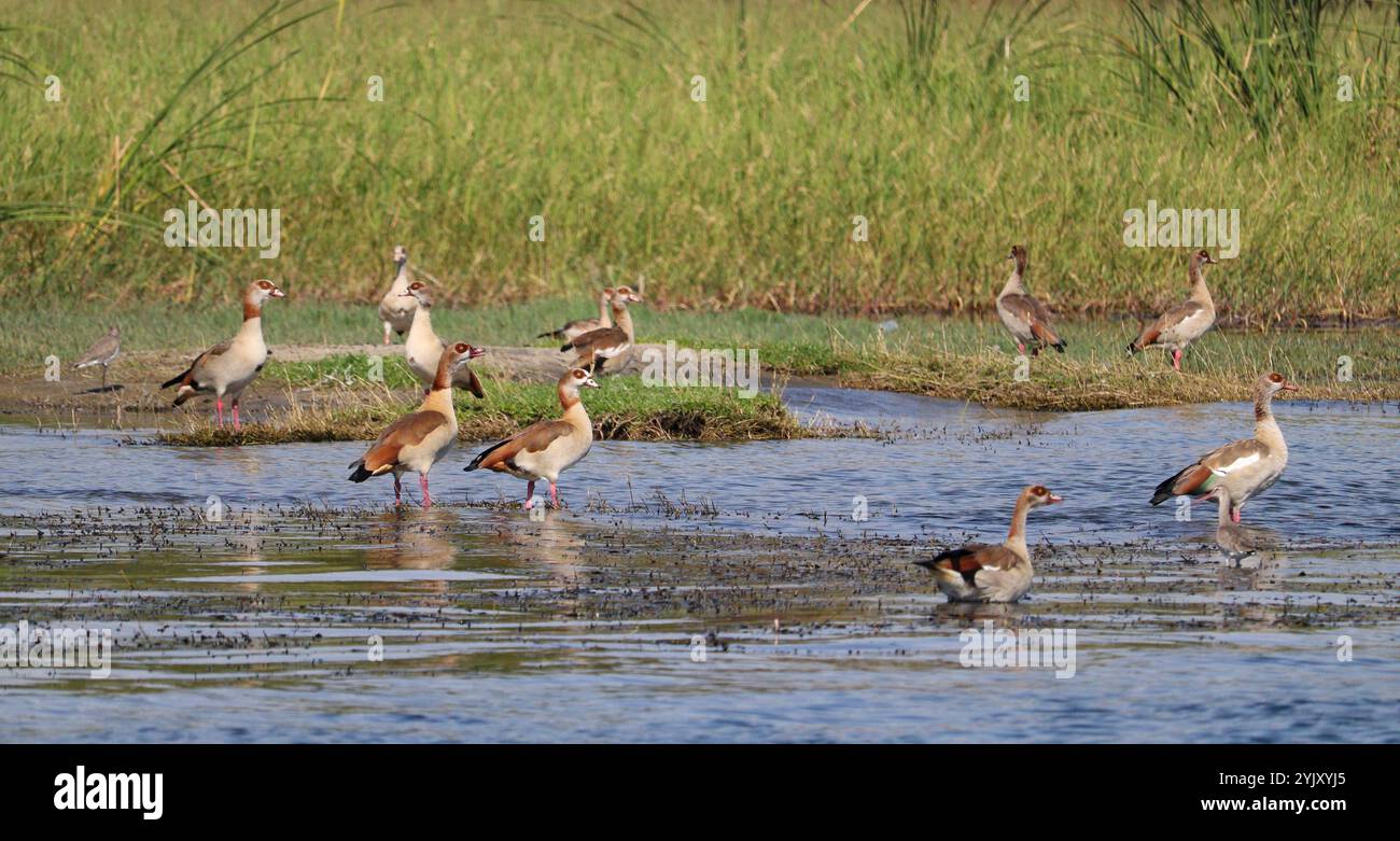 Egyptian goose on the river Nile Stock Photo - Alamy