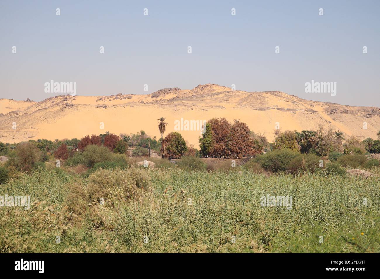 Desert palm landscape view on hi-res stock photography and images - Alamy