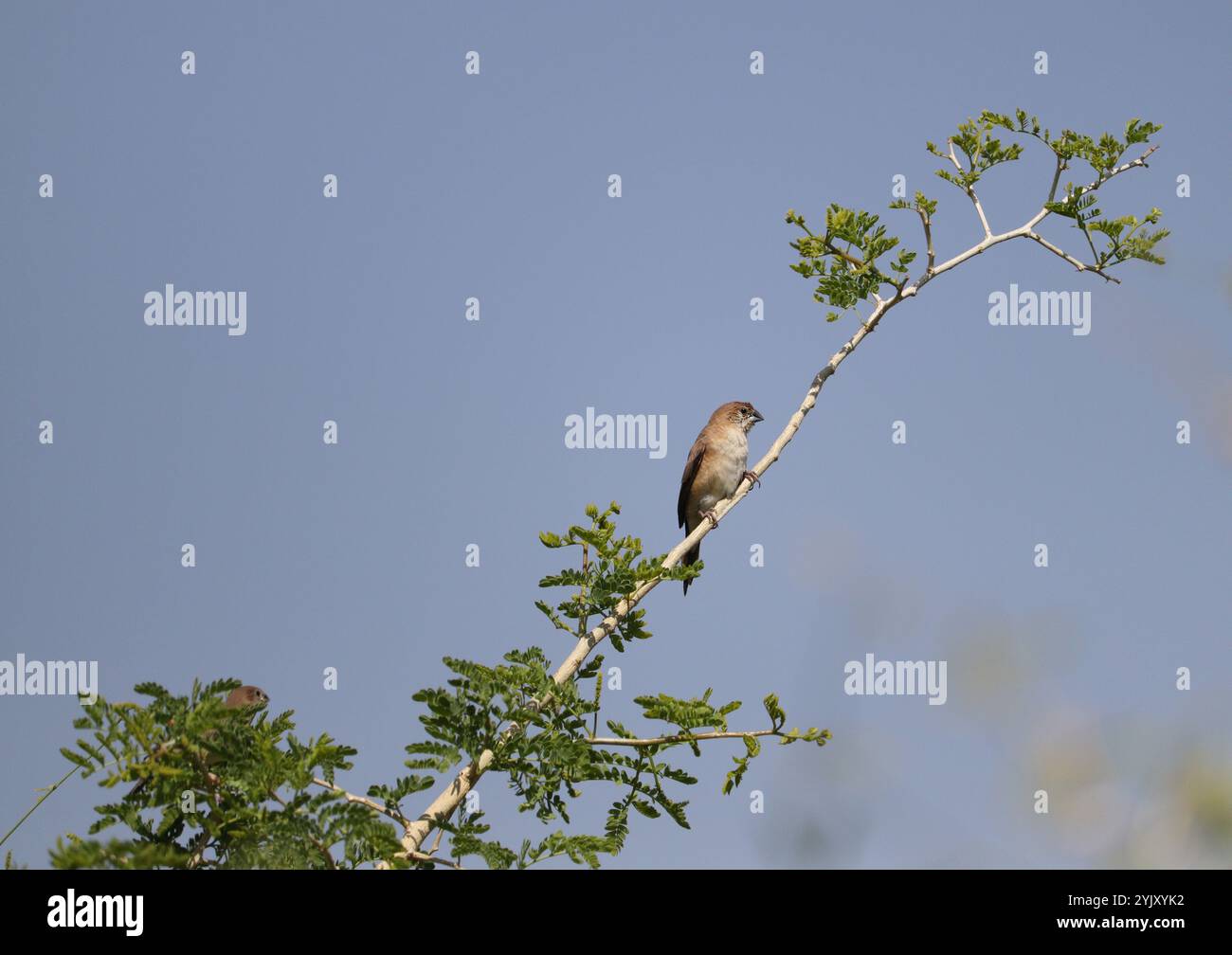 Indian birds habitat hi-res stock photography and images - Alamy
