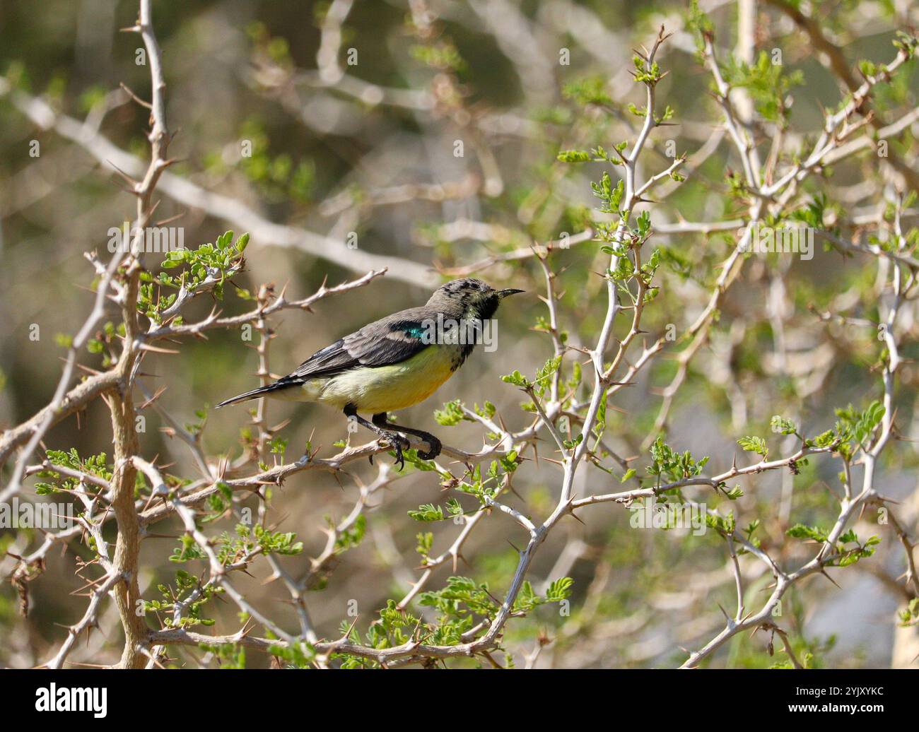 Exotic nile birds hi-res stock photography and images - Alamy