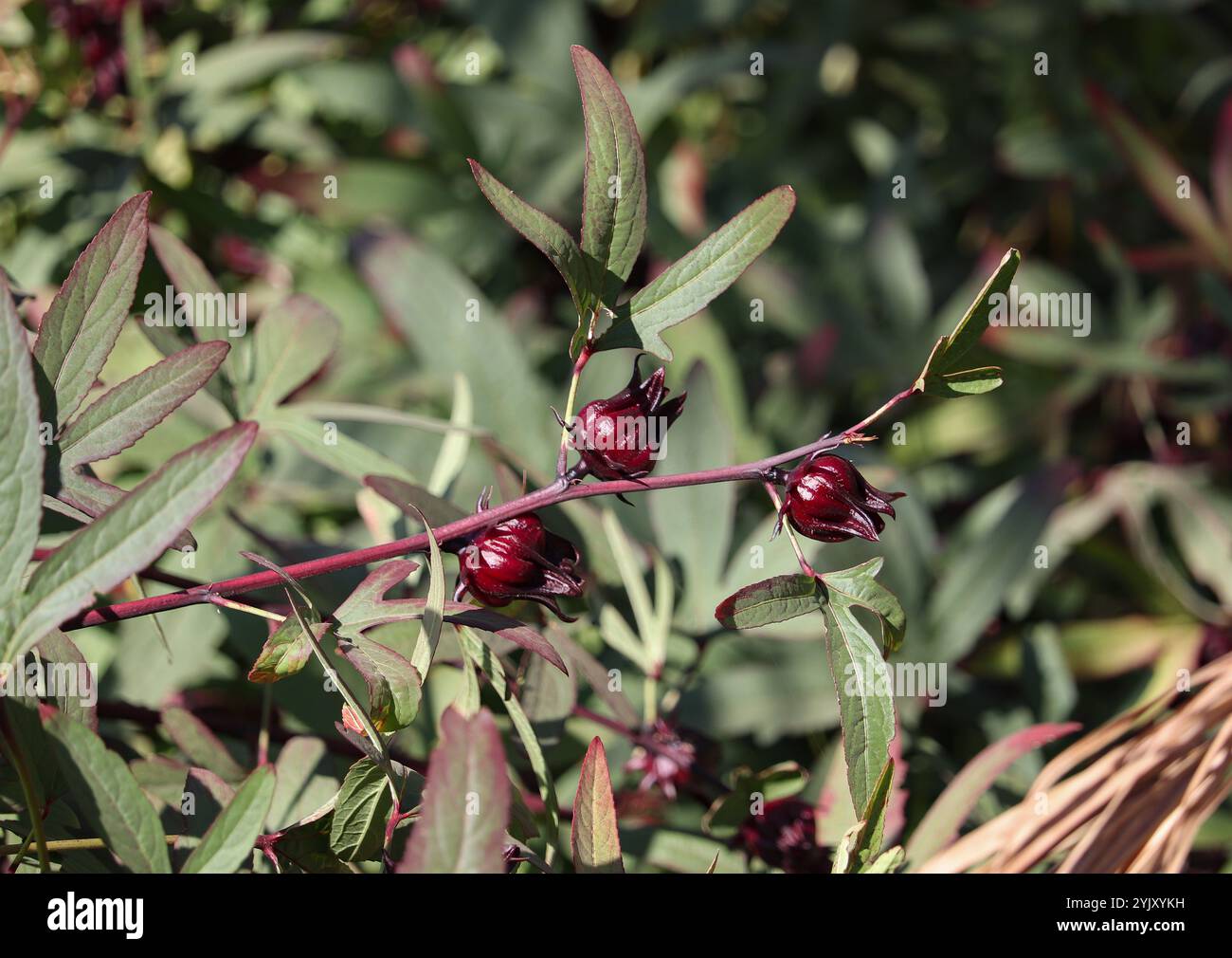 Red flowers of Roselle plant (Hibiscus sabdariffa Stock Photo - Alamy