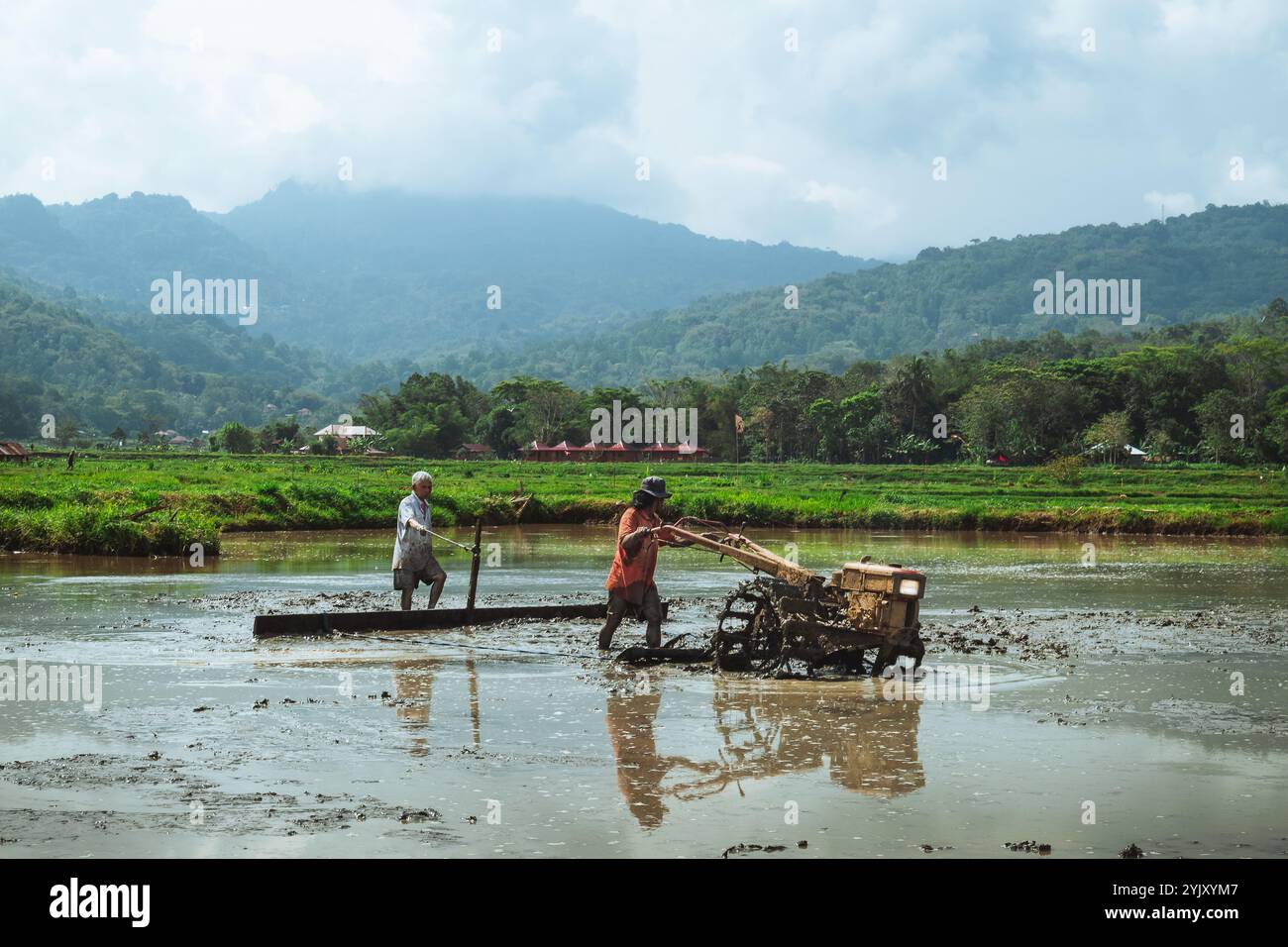Two farmers are plowing a rice field using a push tractor in Tana ...