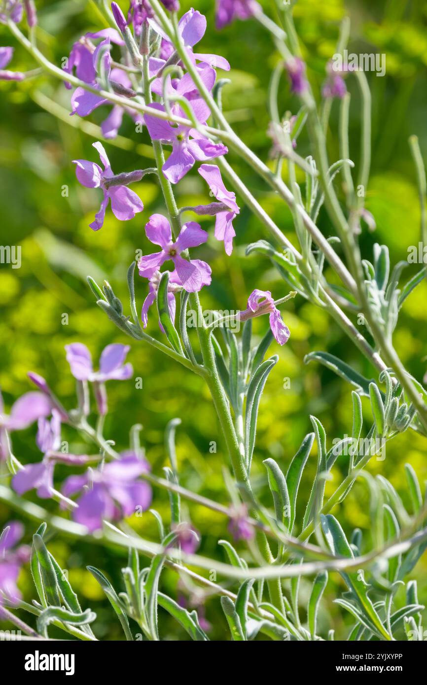 (matthiola) hi-res stock photography and images - Alamy