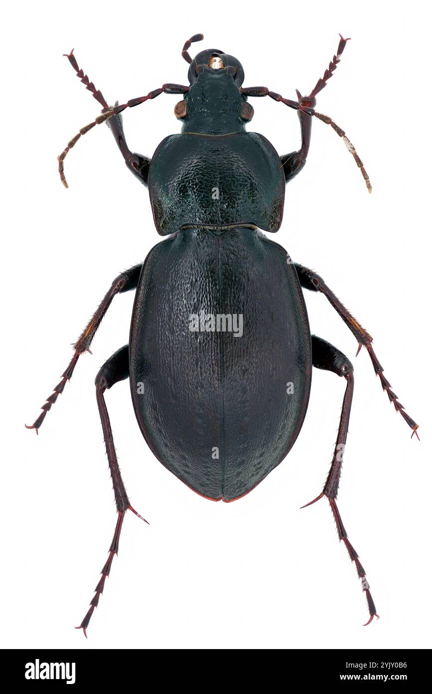 Carabus nemoralis, species of beetle in the family ground beetles ...