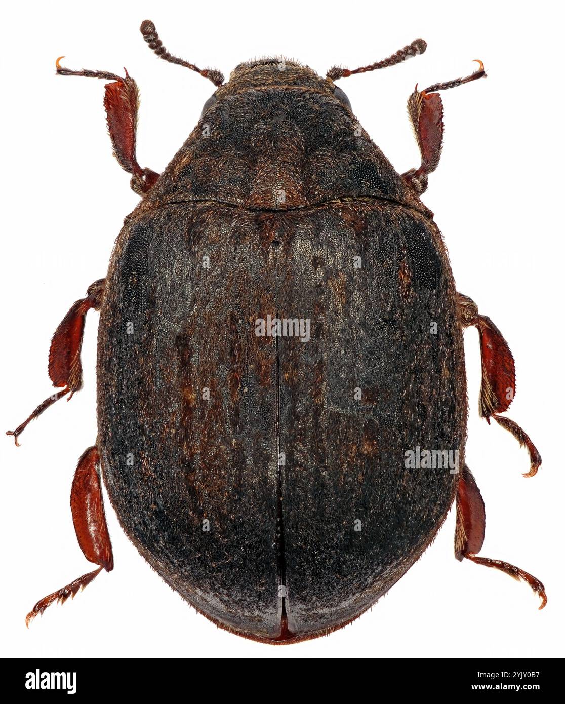 Pill beetle hi-res stock photography and images - Alamy