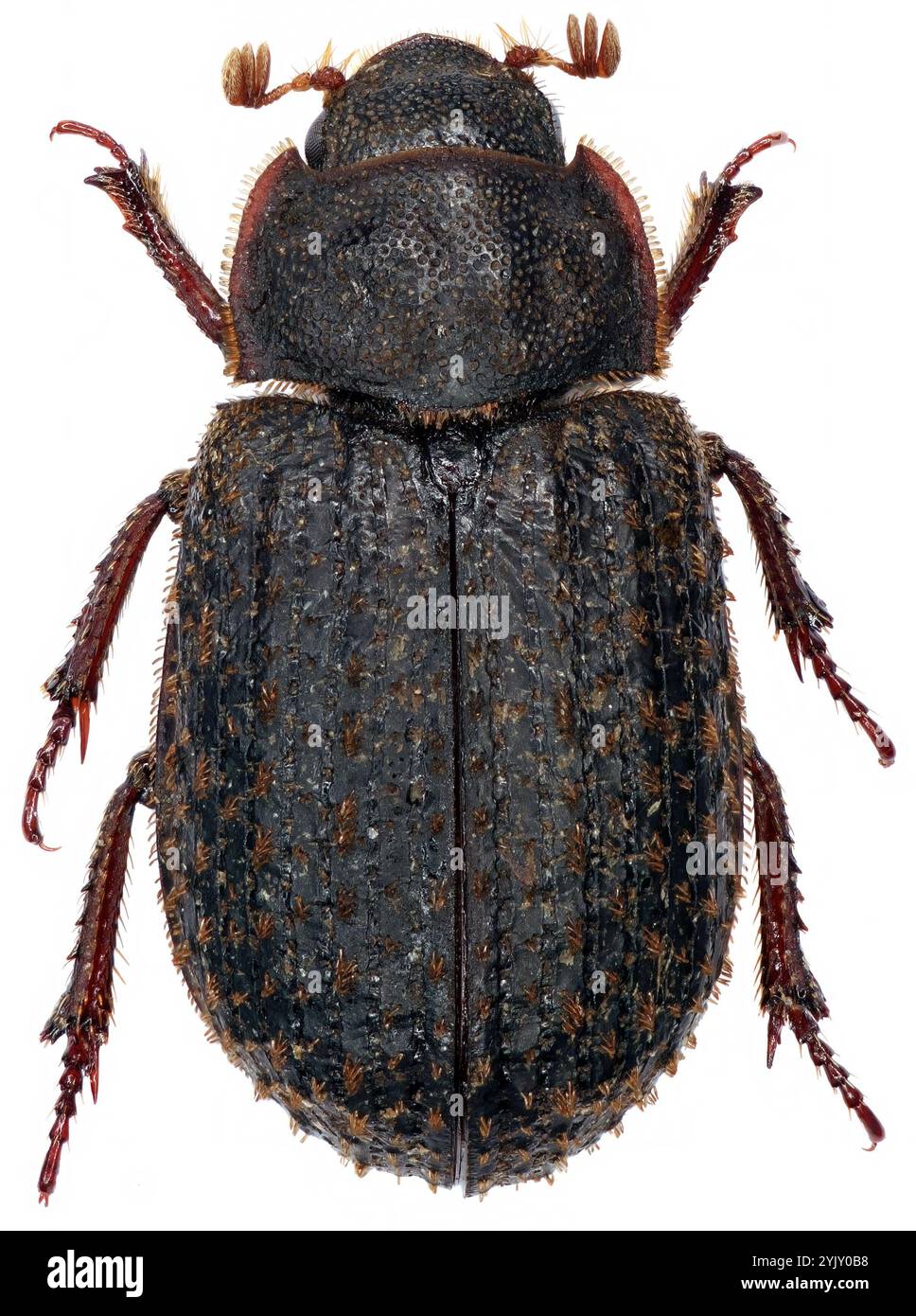 Hide Beetle (Trox sp.). Isolated on a white background Stock Photo - Alamy