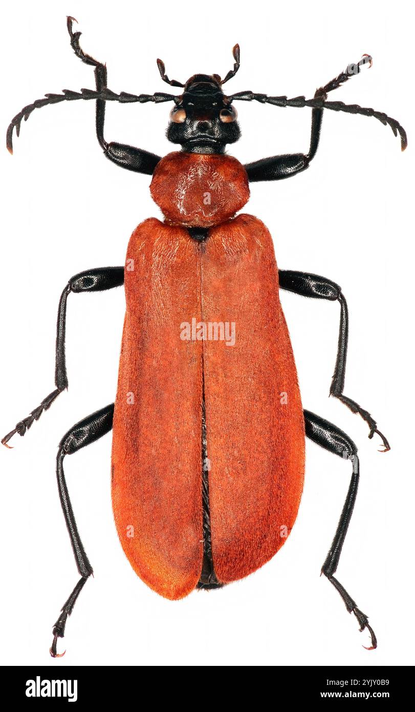 Macro female Cardinal beetle, Pyrochroa coccinea. Isolated on a white ...