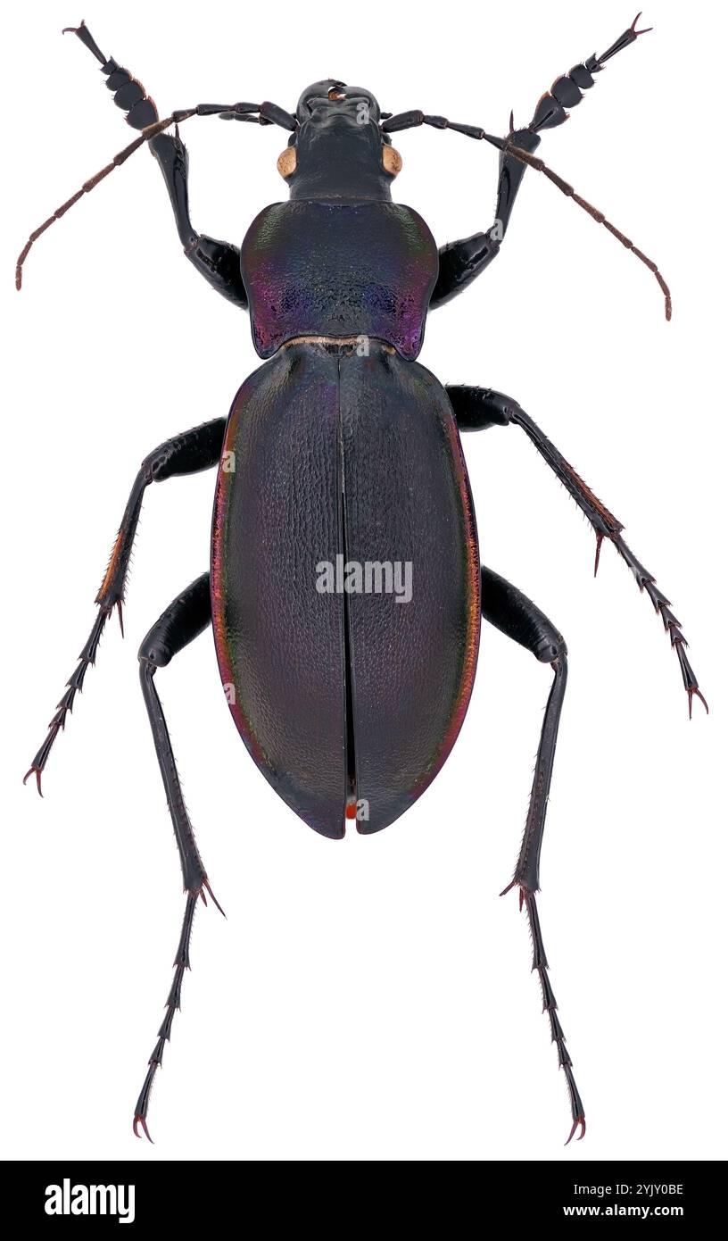Carabus violaceus, species of beetle in the family ground beetles ...