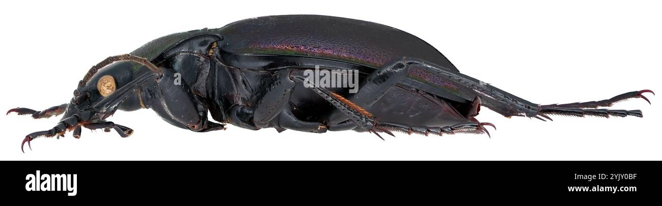 Carabus violaceus, species of beetle in the family ground beetles ...
