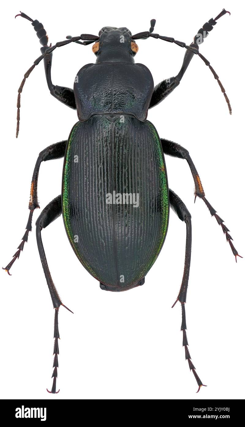 Carabus problematicus, species of beetle in the family ground beetles ...