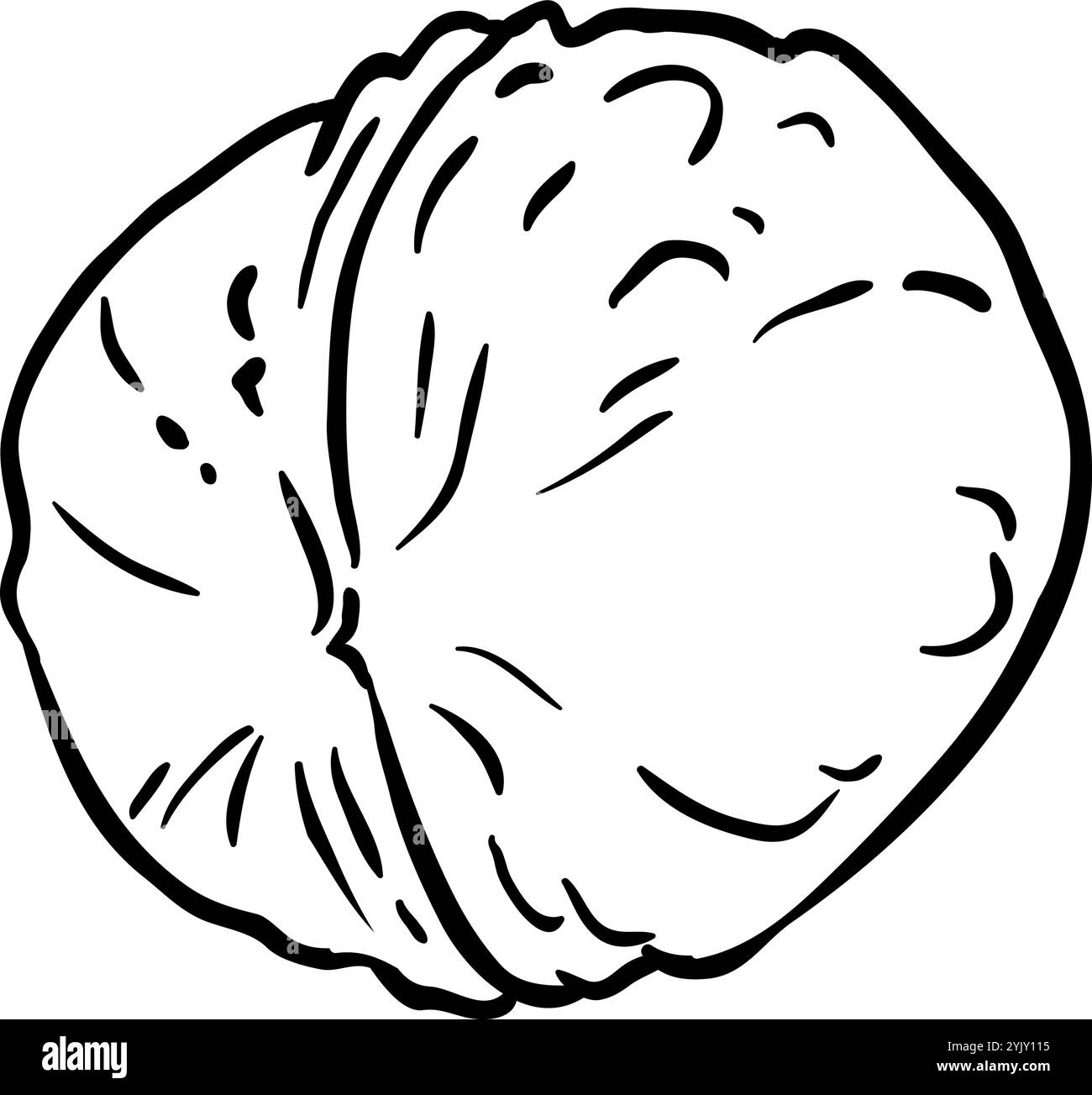 Walnut Isolated Vector Outline Illustration Stock Vector Image & Art ...